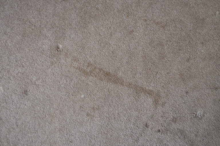 How to Deep Clean a Carpet - Create and Babble